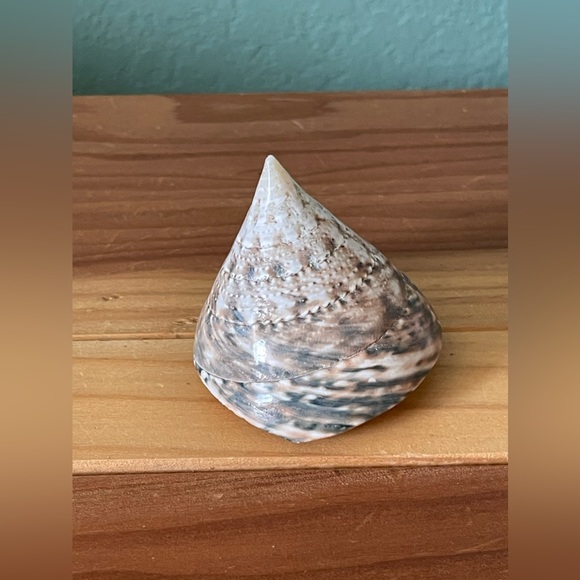 None | Accents | Megastraea Undosa Common Name The Wavy Turban Snail Is ...